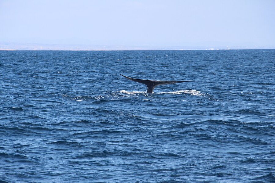 Blue whale tail fluke clear of the water in Pacific Ocean