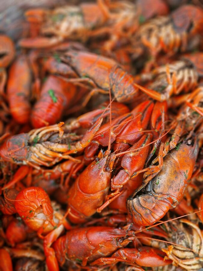 Close-up of freshly boiled spicy crawfish from New Orleans