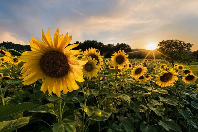 Bologna Surroundings Photo Tour: Rolling Hills and Ravines - Who Will Benefit Most?