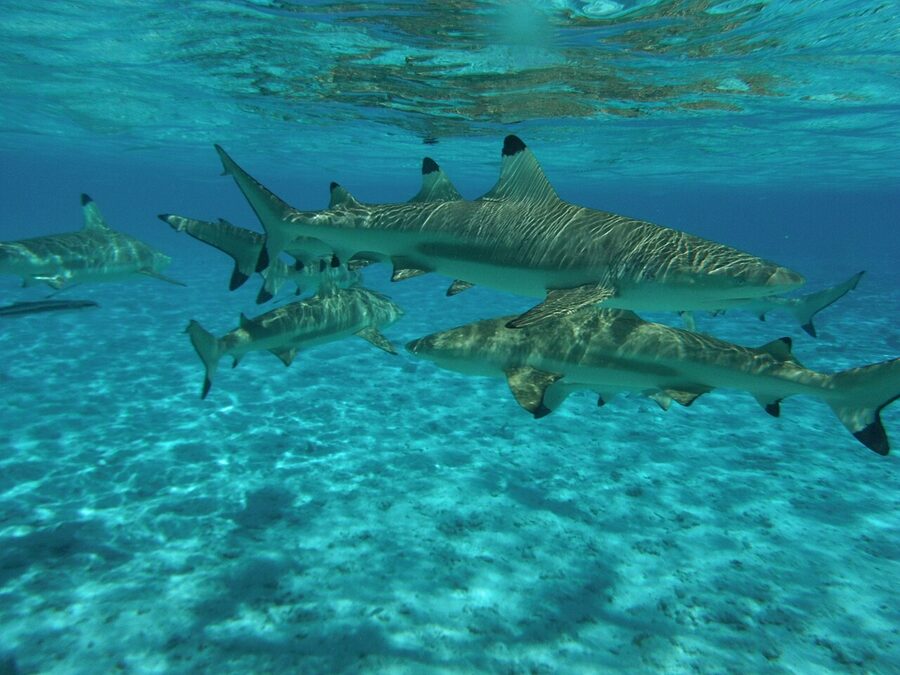 Single blacktip reef shark on the sand bottom of Bora Bora lagoon