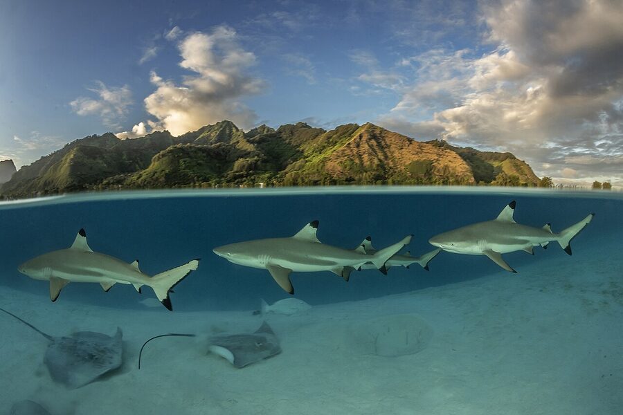 Blacktip reef sharks in the lagoon shallows of French Polynesia