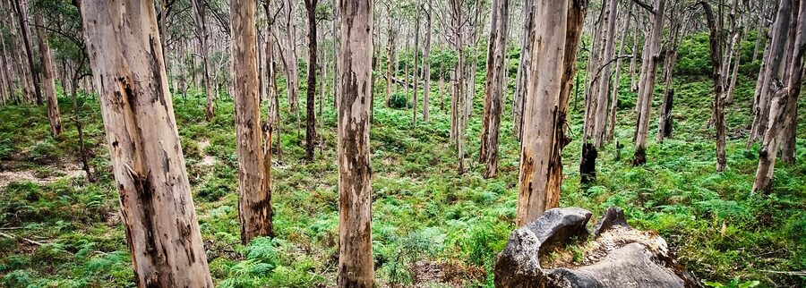 Sunlight through the karri trees of Boranup Forest in Margaret River