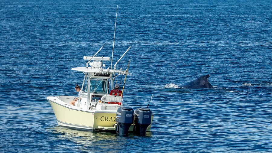 Boston whale watching catamaran on the water