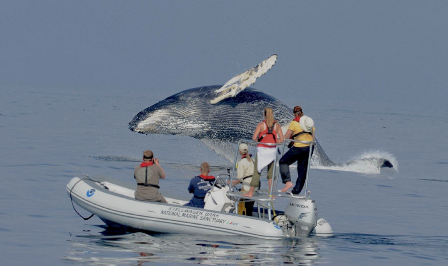 Humpback whale breaching next to a NOAA research boat in Stellwagen Bank
