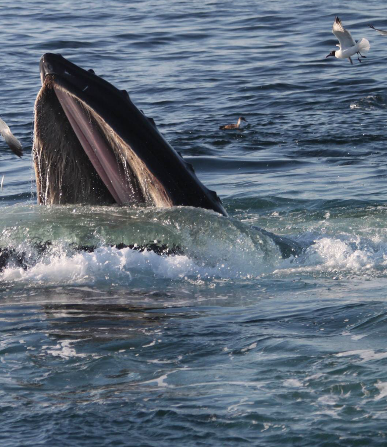 Humpback whale surfacing with seagulls in Stellwagen Bank
