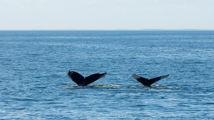 Two humpback whale tails raised on a Boston whale watch