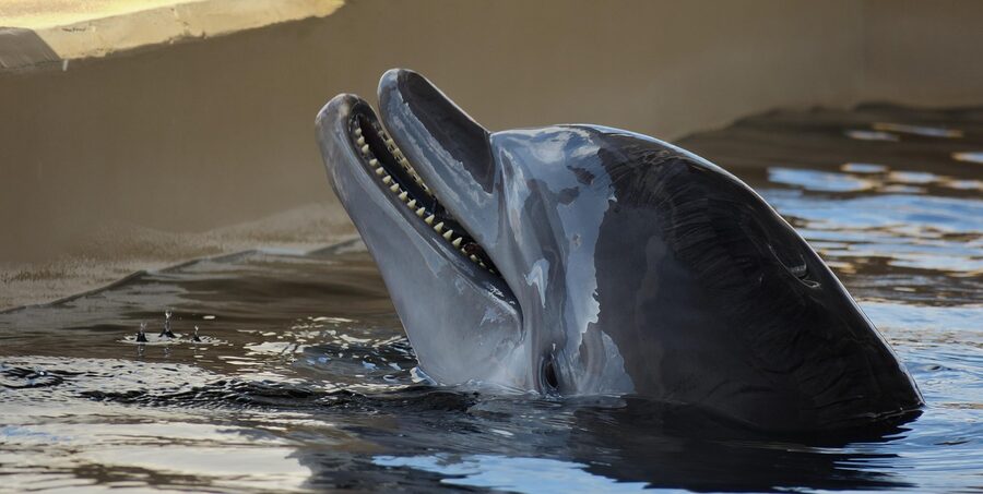 Bottlenose dolphin rising above the water off Florida