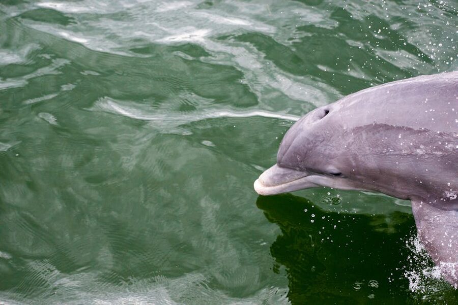 A bottlenose dolphin in Florida Gulf water