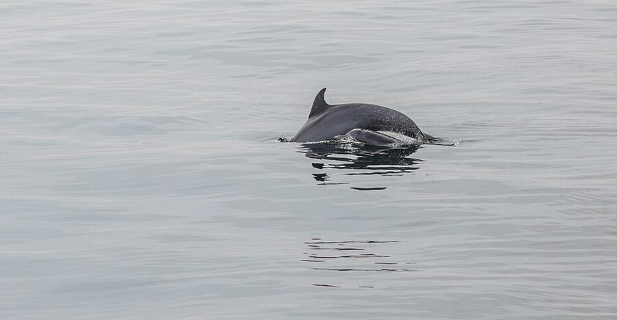 Bottlenose dolphin mother and calf in the Gulf of Mexico