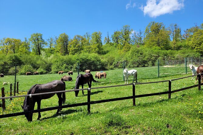 Bran Castle & Bear Sanctuary from Brasov - Optional Peles Castle - The Sum Up: Who Should Consider This Tour?