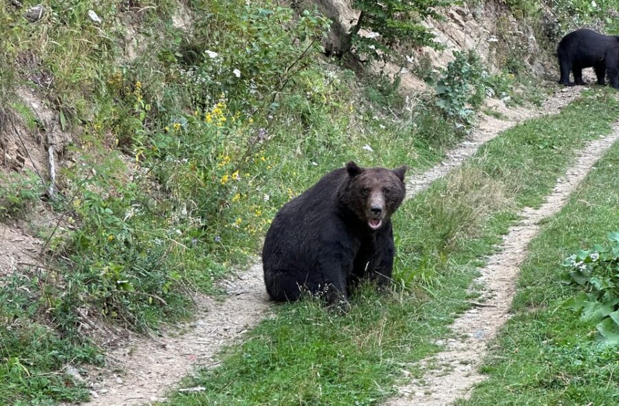 Brasov: Bear Watching in the Wild (From a Hideout) - Detailed Breakdown of the Itinerary