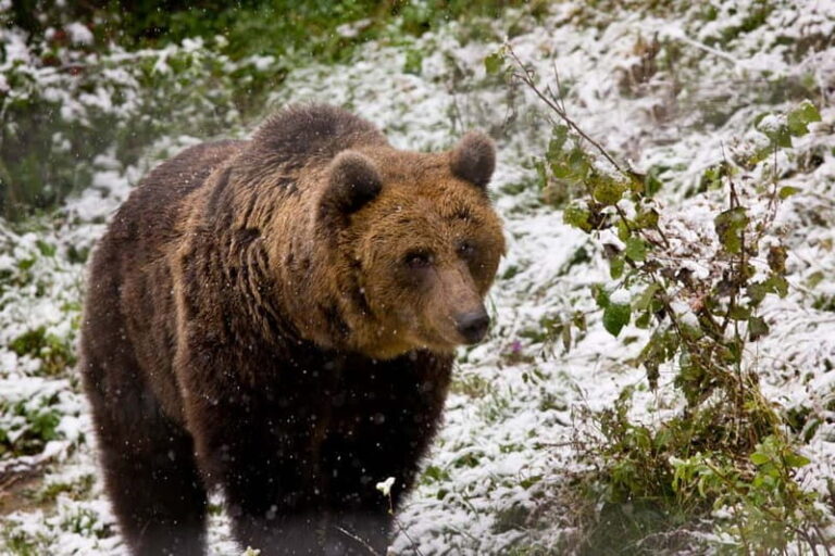 Brasov: Brown Bear & Wildlife Watching - Logistics and Practicalities