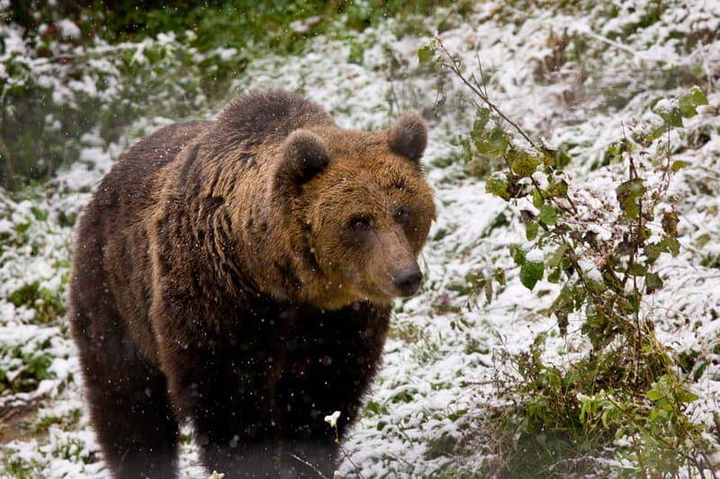 Brasov: Brown Bear & Wildlife Watching - Logistics and Practicalities