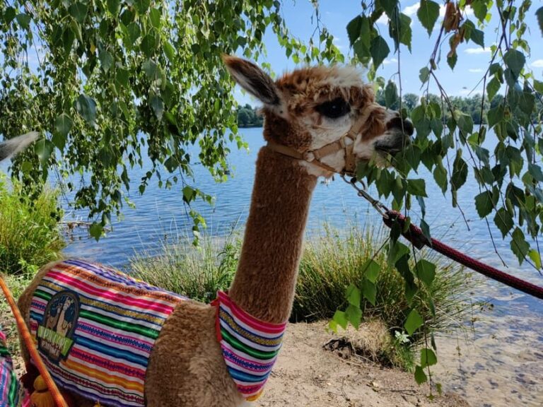Braunschweig: Alpaca Trekking Tour - Practical Details: What You Need to Know