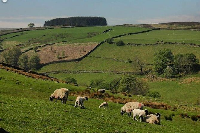 Bronte Country and Yorkshire Dales Private Day Trip from York - Transport and Group Experience