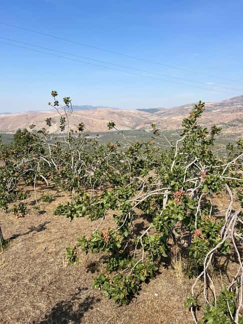 Bronte: Pistachio Grove Tour with Visit and Tasting - The Practicalities