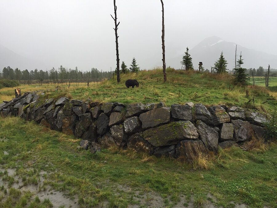 Brown bear at Alaska Wildlife Conservation Center near Anchorage