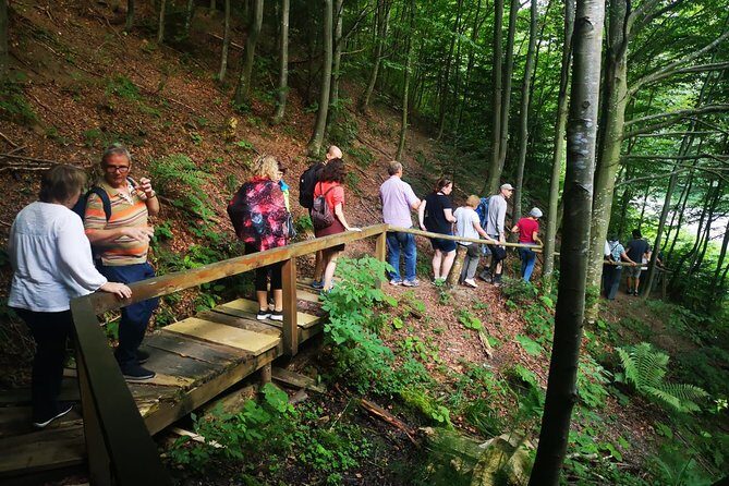 Brown Bears in the wild, no fence - Value for Money: Is It Worth It?