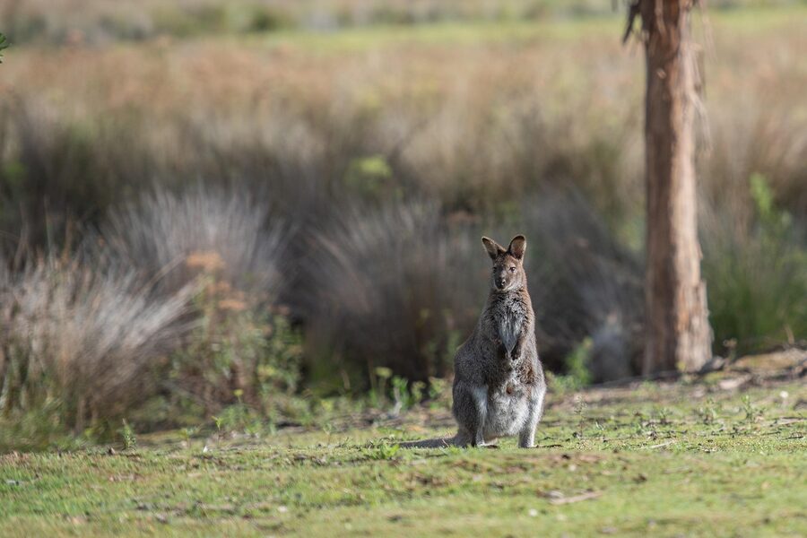 Bennetts wallaby Bruny Island Tasmania foraging
