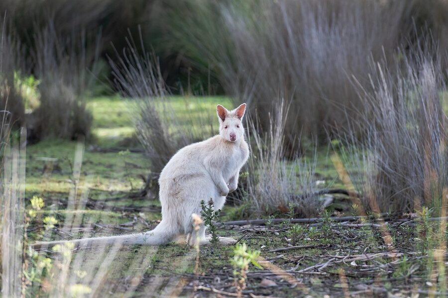 White Bennetts wallaby on Bruny Island Tasmania