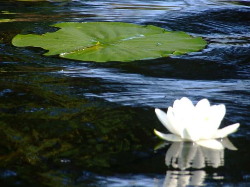 Bucharest: Day Trip to Danube Delta Small Group Premium Tour - Arrival in Tulcea & Boarding the Speedboat