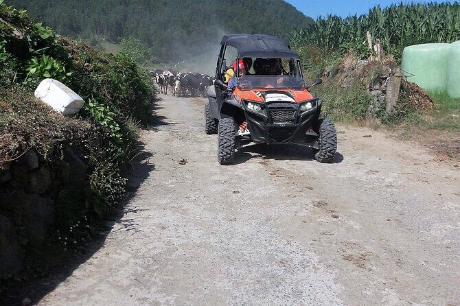 Buggy  Off-road Excursion w/ lunch  Coast to Coast (Shared) - Authentic Experiences and Practical Tips