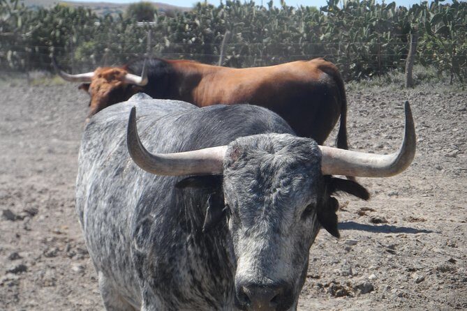 Bull Breeding Farm: Guided Half-Day Tour from Seville - What Travelers Say