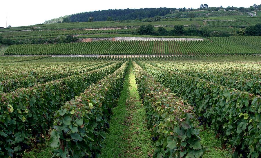 Côte de Beaune vineyard rows on the Burgundy escarpment