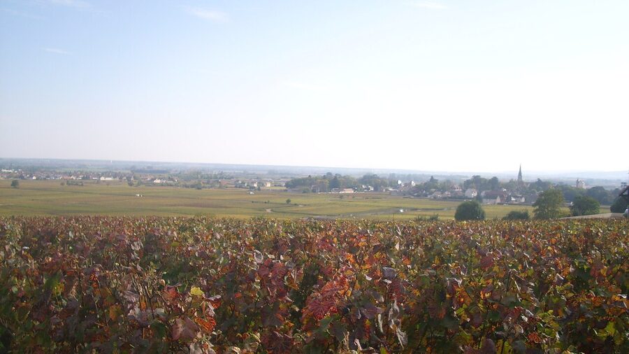 Meursault vineyard rows in the Côte de Beaune Burgundy