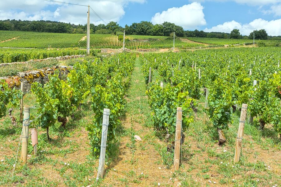 Puligny-Montrachet vineyard rows in the Côte de Beaune