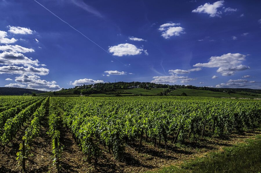 Burgundy grands crus vineyard rows under blue sky