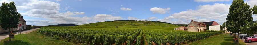 Panoramic view of Vosne-Romanée vineyards Côte de Nuits