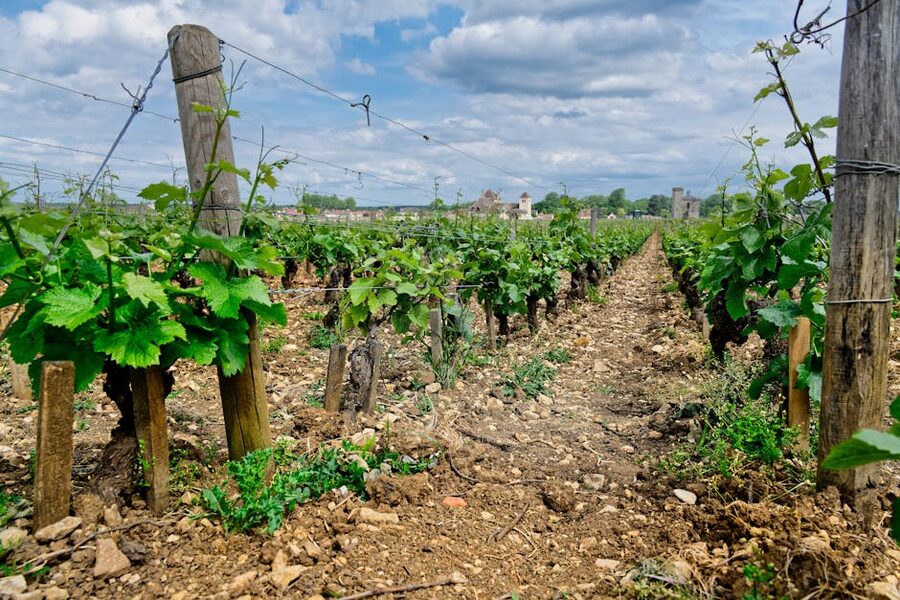 Vougeot vineyard rows under cloudy sky Burgundy France