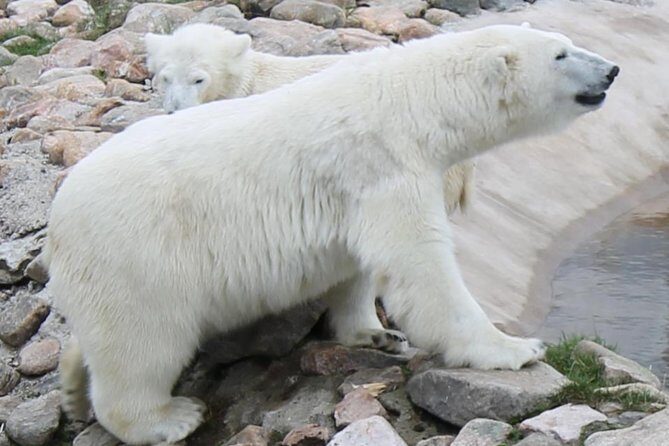 Bus to Ranua Zoo from Rovaniemi - What Travelers Say About the Experience