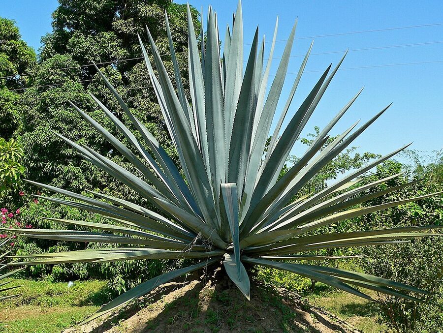 Agave tequilana blue agave plant