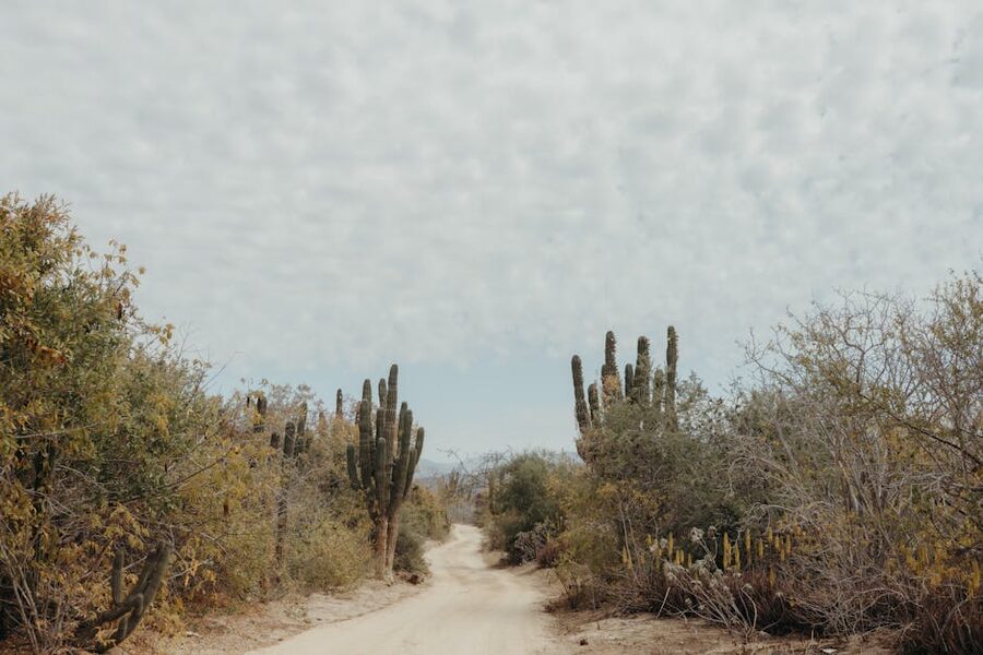 Baja California desert dirt road with cacti