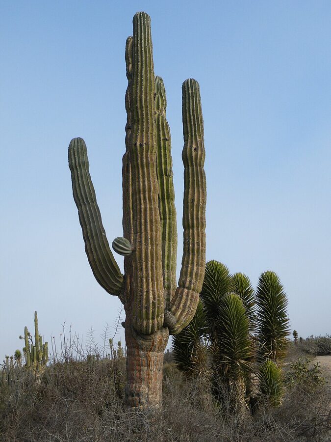 Cardon cactus in Baja California Sur