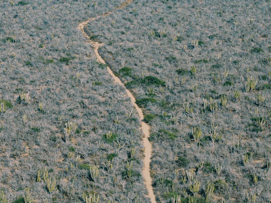 Dirt trail through Baja desert near Todos Santos