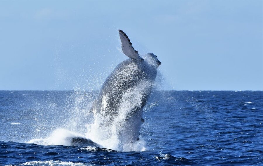 Humpback whale breaching the ocean surface
