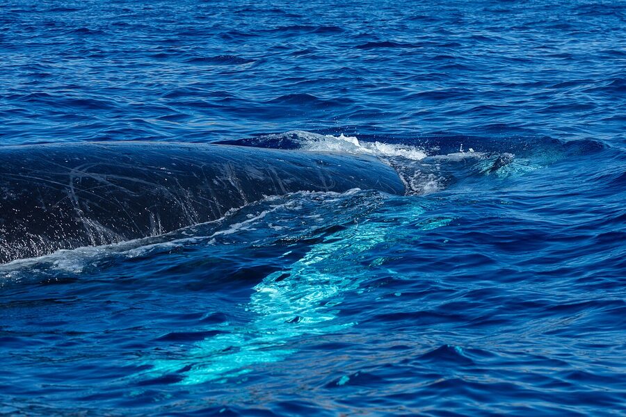 Humpback whale fluke diving in Cabo San Lucas
