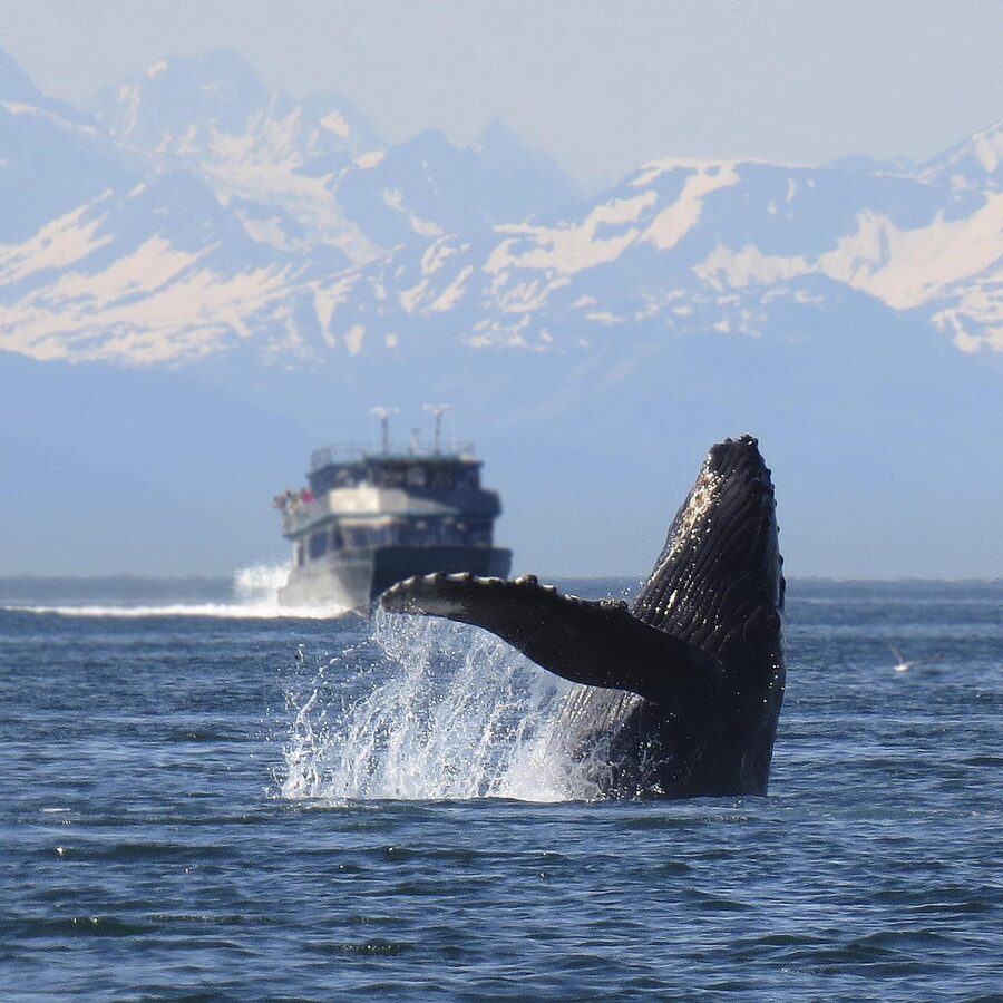 Whale watchers on a boat observing humpback