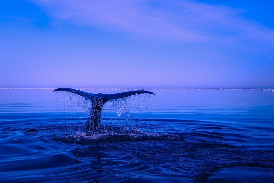 Humpback whale tail fluke against blue sky