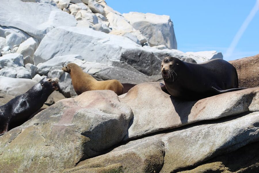 Sea lions basking on rocks in Baja California