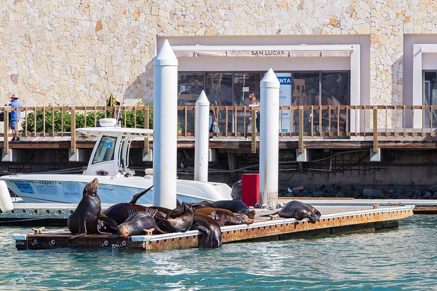 California sea lions resting at Cabo San Lucas