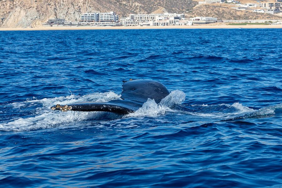 Humpback whale surfacing with blow near Cabo San Lucas