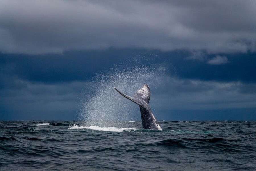 Humpback whale tail creating a splash against the sky