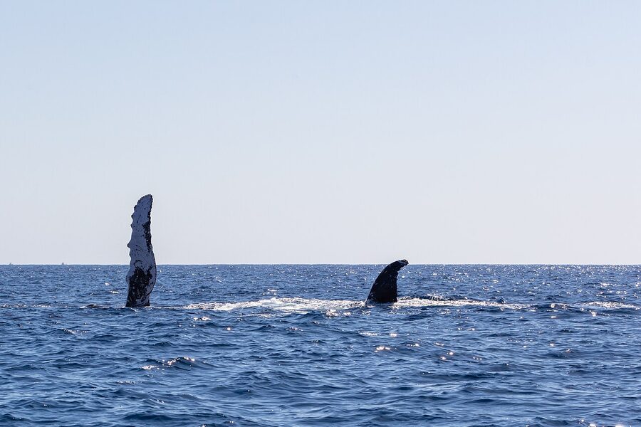 Two humpback whales at the surface Cabo San Lucas
