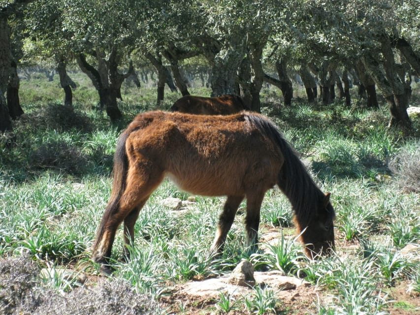 Cagliari: Su Nuraxi Barumini Unesco & Giara Horses 4h Tour - Why This Tour Offers Great Value