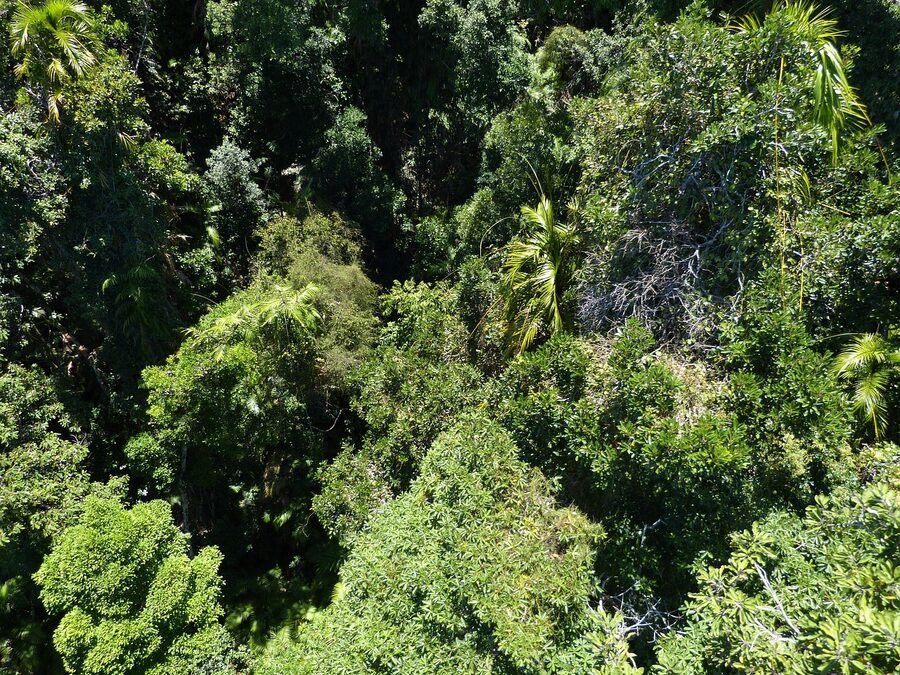 Tropical rainforest canopy near Cairns Queensland