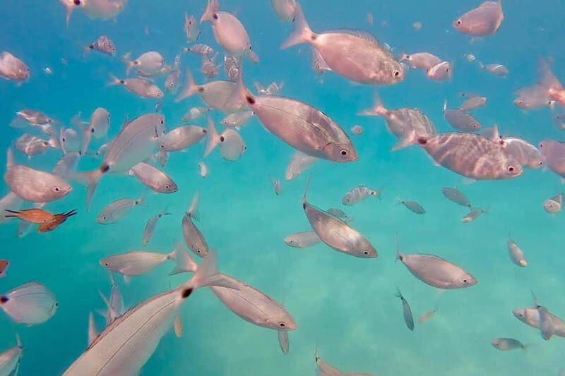 Can Picafort: 3h Private Boat  Caves & Snorkeling - The Real Value: What Makes This Tour a Good Investment